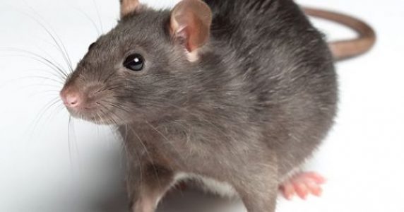 Category: Rodent Control - Bug Busters Birmingham